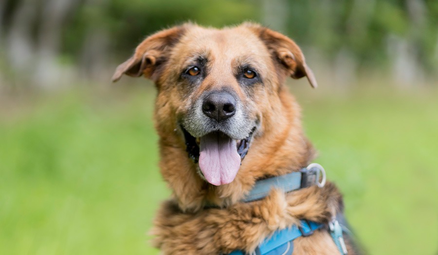 Unsere Hunde - Tierheim Aurich